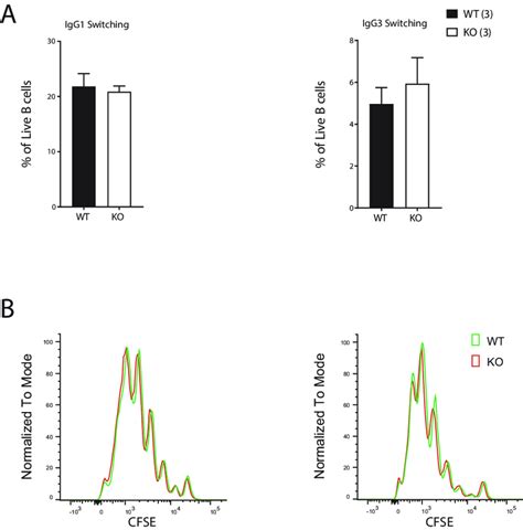 Class Switch Recombination And Proliferative Potential Of B Cells