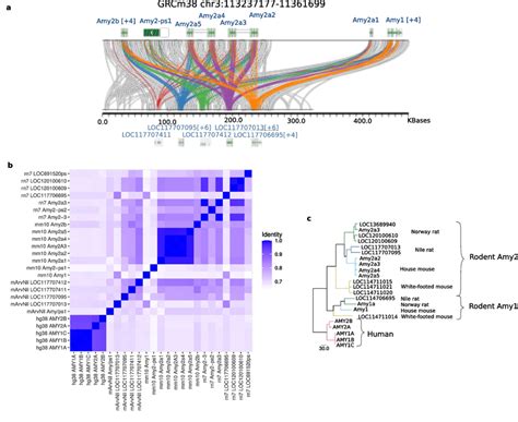 Amylase Gene Cluster A The Sequence Homology In The Amylase Locus For Download Scientific