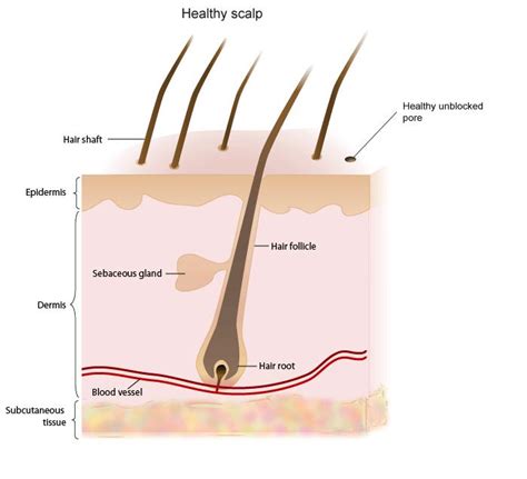 Optimizing Your Scalp For Maximum Hair Growth Njoy Essentials