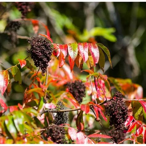 Set 2 Black Sumac Trees Live Plant Bare Roots Dormant Sumac Seedling 1