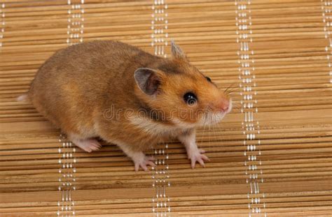 Hamster Syrien Hamster Doré Mesocricetus Auratus Photo Stock Image