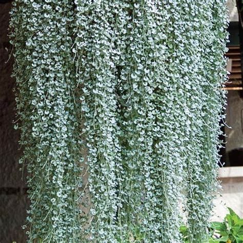 Silver Falls Dichondra Ground Cover Seeds Artofit