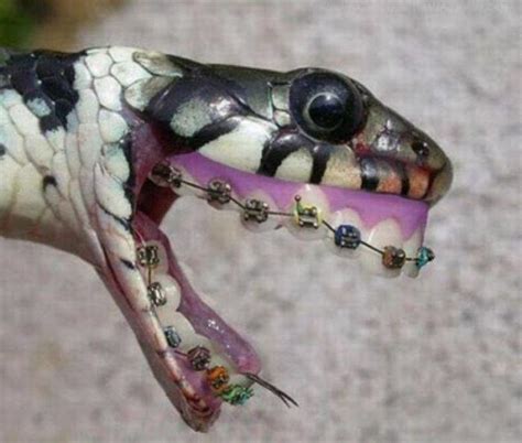 Cursedsnake Rcursedimages