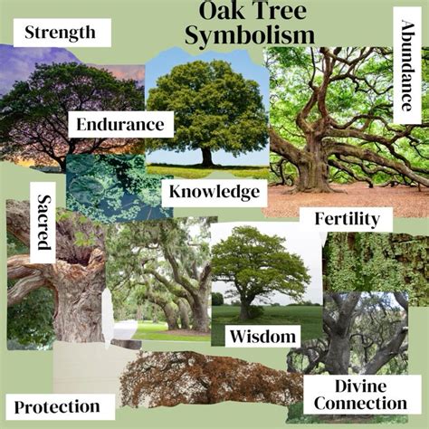 Roots Of Wisdom The Spirituality Of The Mighty Oak Tree Oak Tree