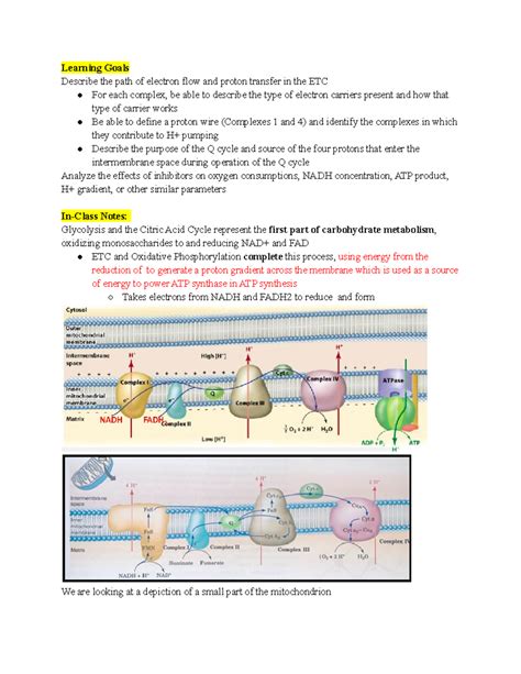 Module 14 Oxidative Phosphorylation And Electron Transport Chain Learning Goals Describe The