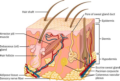 401 Introduction To The Skin And Its Function Medicine Libretexts