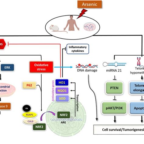 An Overlay Of Global Distribution Of Groundwater Arsenic And