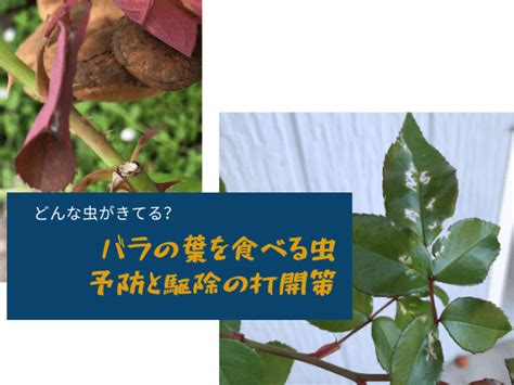 バラの葉を食べる虫は無数にいる。予防と駆除の打開策とは？
