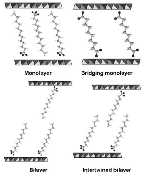 Representation Of Different Organic Anions Arrangements Between Ldh Download Scientific Diagram