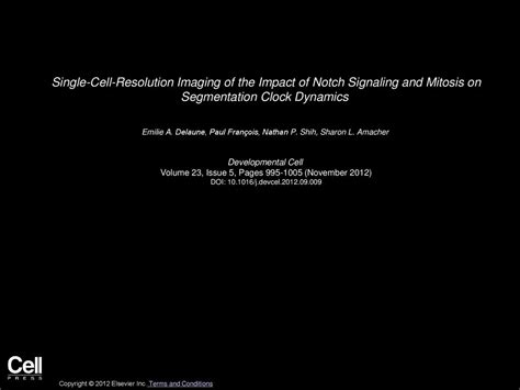 single cell resolution imaging of the impact of notch signaling and
