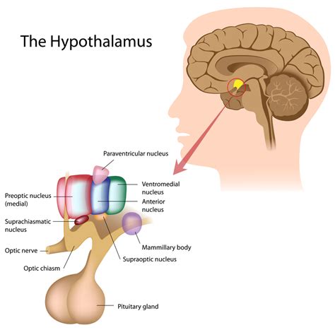 Growth Hormone And The Hypothalamus Gland