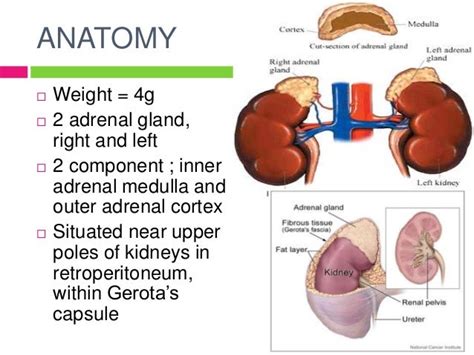 Difference Between Adrenal Gland And Pituitary Gland Ferlarge