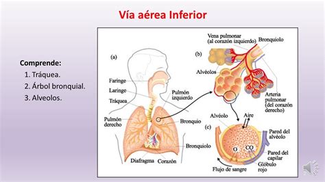 Anatomía Bronquial Pulmonar Concepto De Animación De Anatomía De