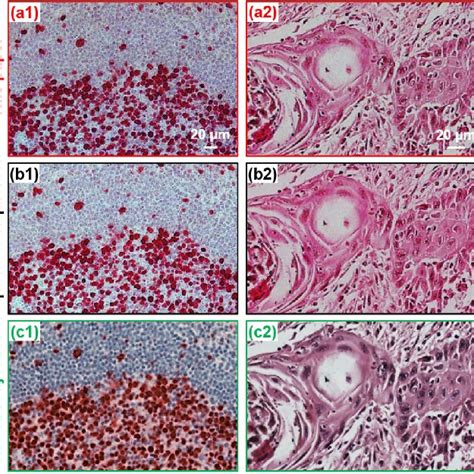 Angle Tilted Wavelength Multiplexed Ptychographic Modulation For Download Scientific Diagram