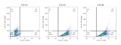 Characterization Of Bmsc And Bmsc Derived Exosomes A Cd34 Cd44 And