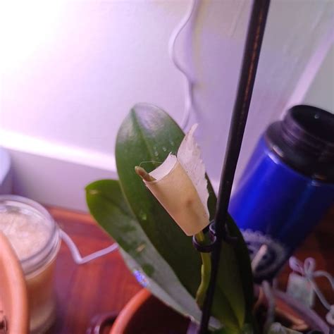 Common Phalaenopsis Orchid Problems