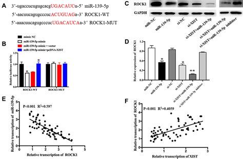 Long Noncoding Rna X Inactive Specific Transcript Facilitates Cellular