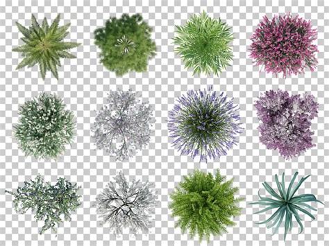 Premium PSD D Rendering Of Tree Top View Trees Top View Photoshop Flowers Tree Photoshop