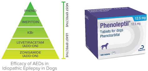 How Do You Treat Epilepsy In Dogs