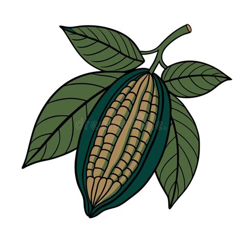 Cocoa Pod Illustration With Leaves In Art Style Stock Illustration Illustration Of Cocoa
