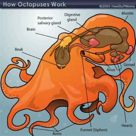 What Does An Octopus Heart Look Like At Joshua Wheatley Blog