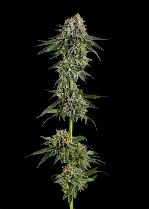 Socal Seed Vault Compound Genetics Oc Oranges