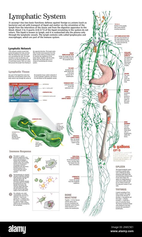 Infographic On The Lymphatic System And Its Functions In The Human Body Defense Against Foreign