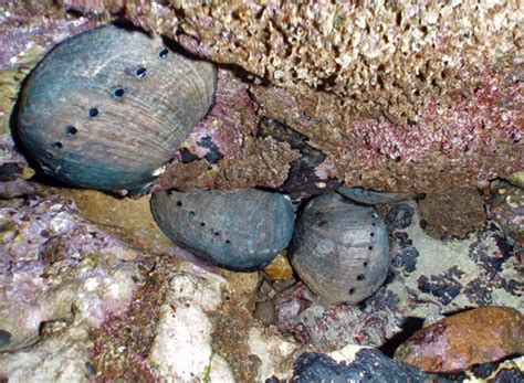 Rocky Intertidal Communities Monitoring Us National Park Service