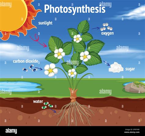 Diagram Of Photosynthesis For Biology And Life Science Education