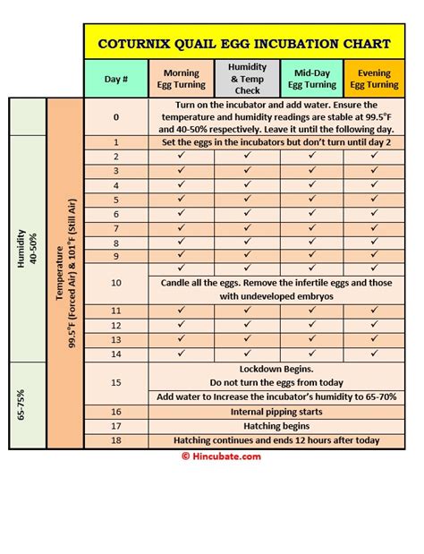 How To Incubate Quail Eggs Incubation Chart Hincubate