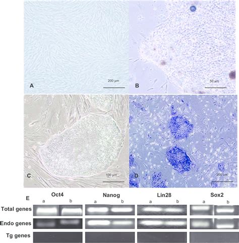Generating Ips Cells From Hdf Cells A The Morphology Of Primary Download Scientific Diagram
