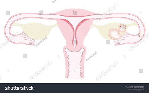 Ovulation Process Diagram