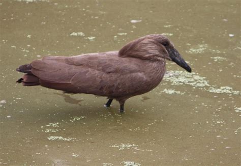 Hammerkop Dancing Mad God