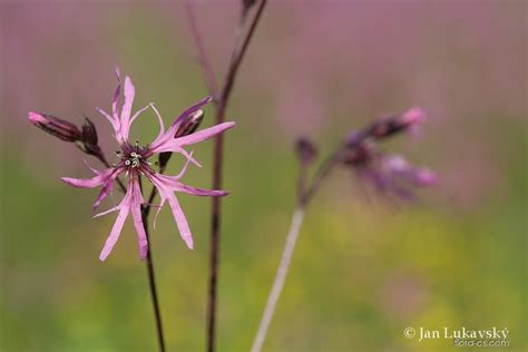 Kohoutek Luční Lychnis Flos Cuculi Flora