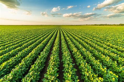 Ai Meets Agriculture Agmatix And Basf Partner To Develop Soybean Cyst Nematode Detection Tool