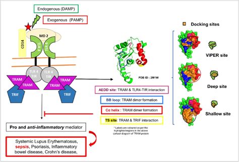 A Schematic Of Tram Mediated Tlr4 Pathway Leading To Overproduction Of Download Scientific