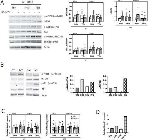 Figures and data in Tenotomy induced muscle atrophy is sex specific and independent of NFκB eLife