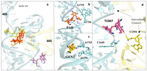 Cancers Free Full Text Inhibition Of The Eukaryotic 80s Ribosome As