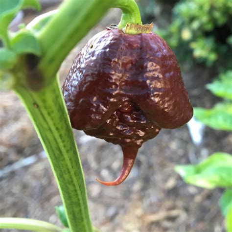 Carolina Reaper Pepper Plants