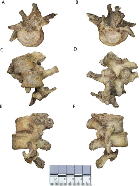 Cranio De Australopithecus Sediba Australopithecus Africanus