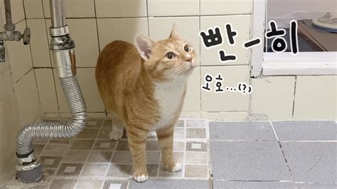 인간 똥 싸는게 신기한 길출신 고양이 YouTube