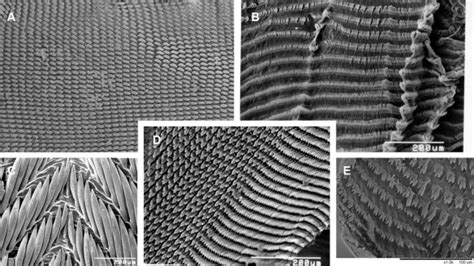 Snail Teeth Facts About Snails