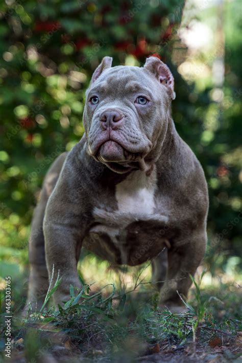 American Bully Breeds