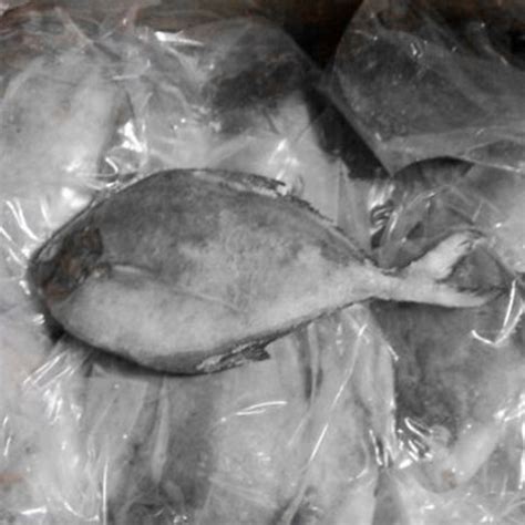 Frozen Black Pomfret Fish China Taiseng