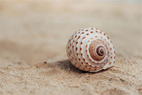 100 Seashell Wallpapers