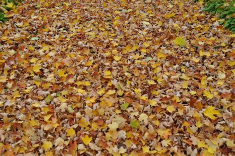 무료 이미지 가을 잎 낙엽 노랑 혼합물 잔디 나무 식물 흙 요리 4288x2848 Harlech64 1607389 무료 이미지 Pxhere