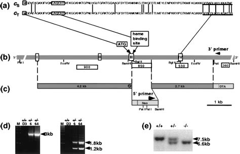 Disruption Of The Cyt C T Gene A Amino Acid Sequences Of Cyt C S And Download Scientific