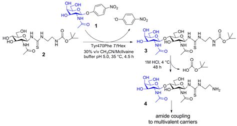 The β N Acetylhexosaminidase In The Synthesis Of Bioactive Glycans