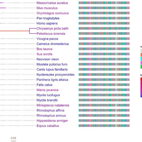 Phylogenetic Analysis Of The Angiotensin Converting Enzyme 2 Ace2