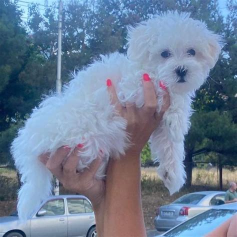 ლეკვი მალტეზი